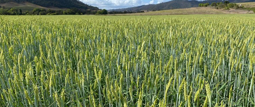 Forage Barley – My Store